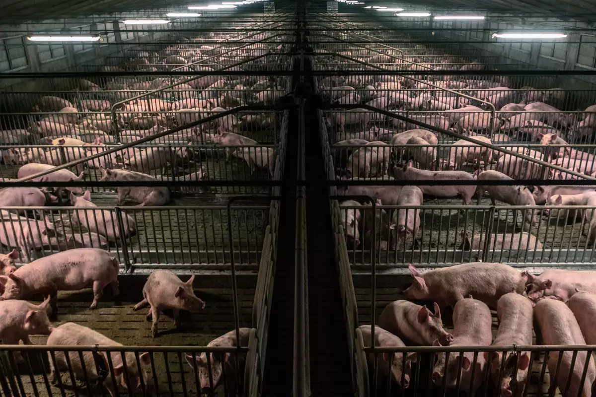 Giornata Mondiale per gli animali negli allevamenti: Fermiamo gli ...