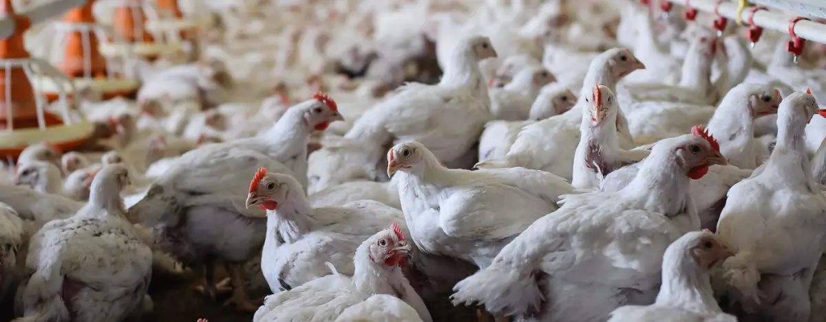 Allevamento intensivo in Valmarecchia: diciamo NO!