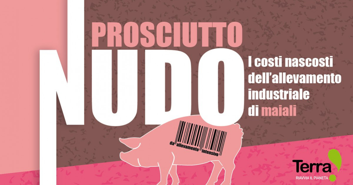 Allevamenti intensivi, i costi nascosti dell'allevamento di maiali